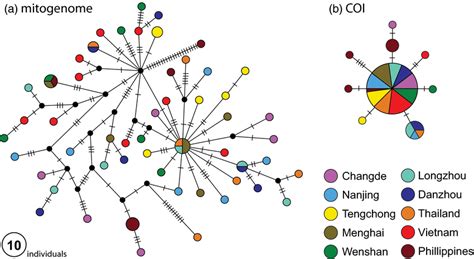 Mitochondrial Genome Analyses Haplotype Networks Based On The Complete Download Scientific
