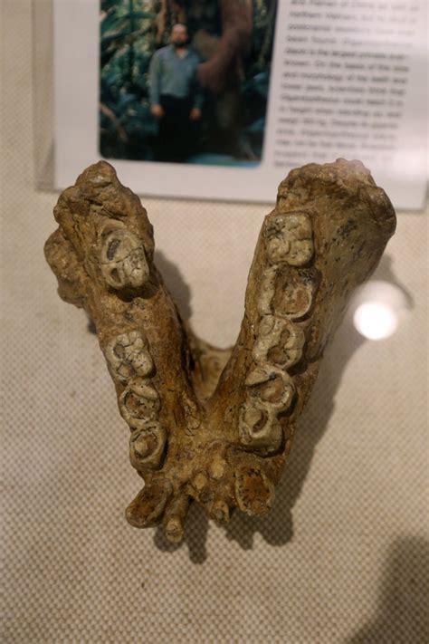 Gigantopithecus Fossil