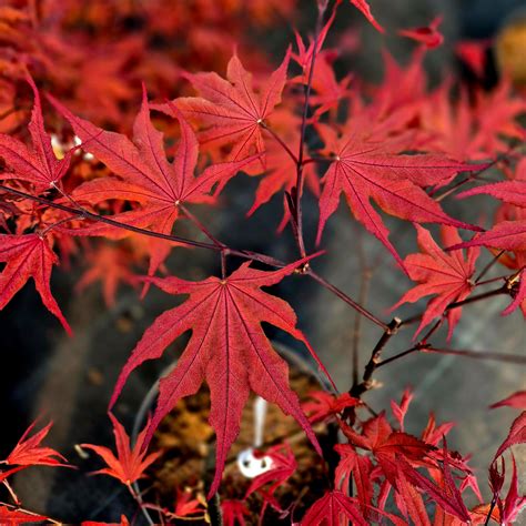 Acer Palmatum Purple Ghost The Maple Nursery