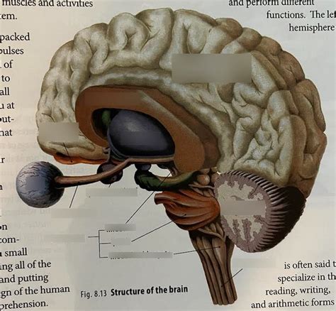 Structure Of The Brain Diagram Quizlet