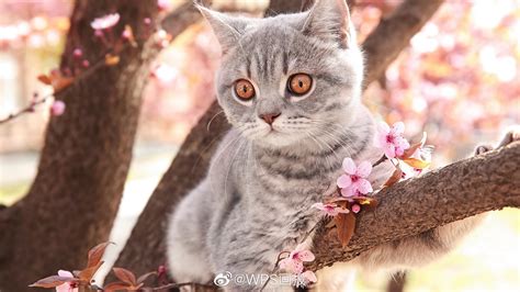 屏保壁纸 高清图片，堆糖，美图壁纸兴趣社区