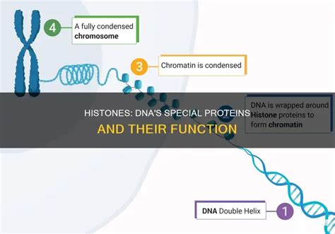 Histones Dnas Special Proteins And Their Function Medshun