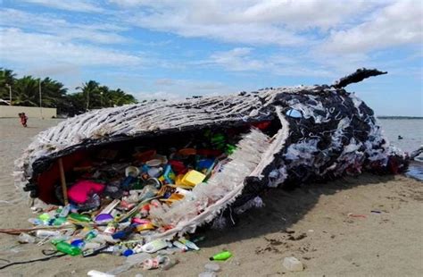 Biodegradable Plastic Containers A Huge Step In Mitigating Plastic Pollution Crisis Michael Broad