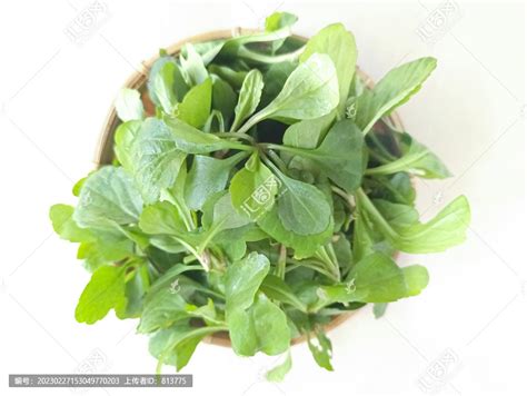春天青菜马兰头 蔬菜 植物花草 摄影素材 汇图网www huitu