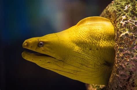 Moray Eel Description Habitat Image Diet And Interesting Facts