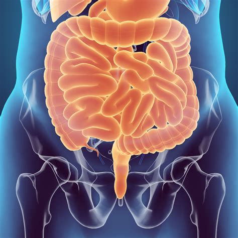 Preparación Previa A Endoscopia Colo Rectal Colonoscopia O Rectosigmoidoscopia