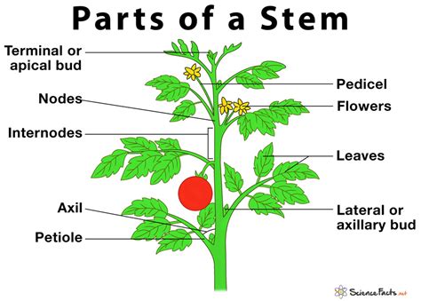 Parts Of A Stem With Their Structures And Functions