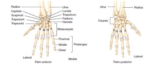 Figure 105 Right Hand And Wrist Diagram Quizlet