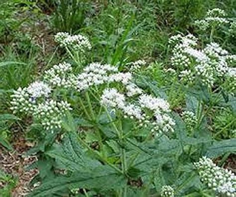 Eupatorium Perfoliatum