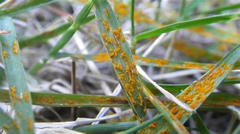 Lawn Rust How To Identify Treat And Prevent Rust On Grass