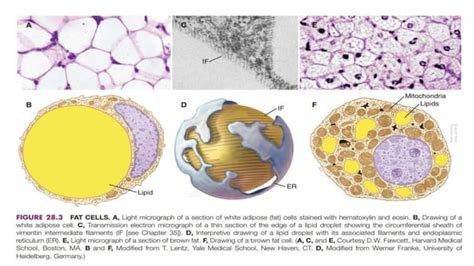 5 Cellular Adhesion And The Extracellular Matrix Pptx