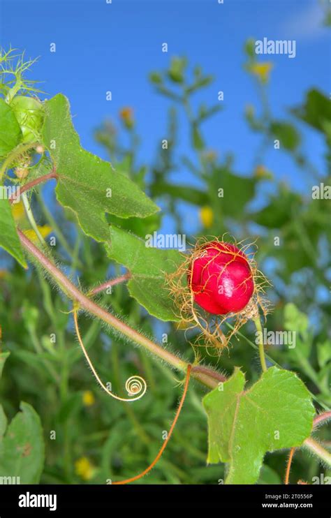 Ripe Fruit Of The Mossy Passion Vine Also Known As Stinking Passionfruit Passiflora Foetida