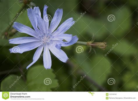 Chicory Uncultivated Cichorium Intybus Stock Image Image Of