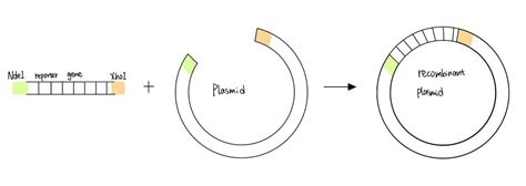 Engineering Success Ulc Igem 2023