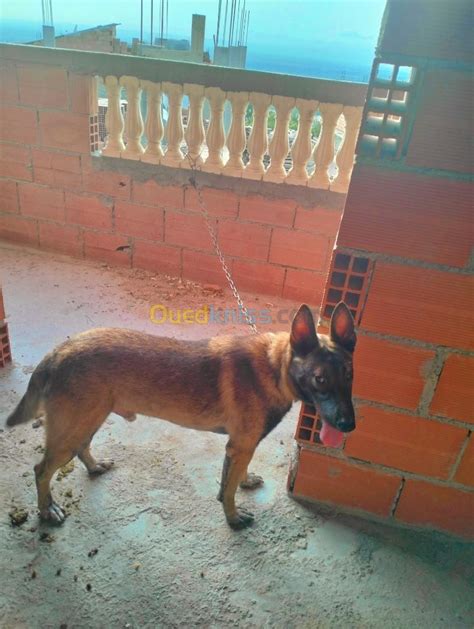 Malinoa Blida Algeria