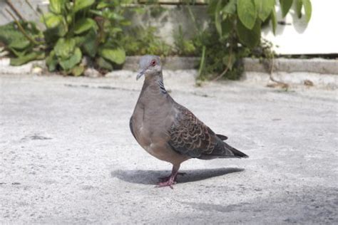 キジバトの特徴は生態や分布鳴き声は pepy