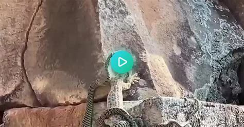 Ghecko Protecting Its ‘friend… Album On Imgur