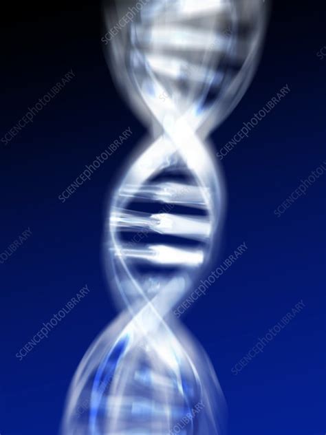 Dna Molecule Computer Artwork Stock Image F0010076 Science Photo Library