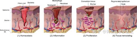 科学家发现皮肤修复再生关键机制，或可将各种皮肤问题一网打尽！ 知乎