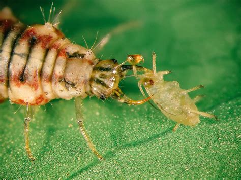 Aphid Larvae