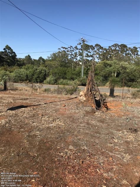 Tree Pruning WA Treeworks