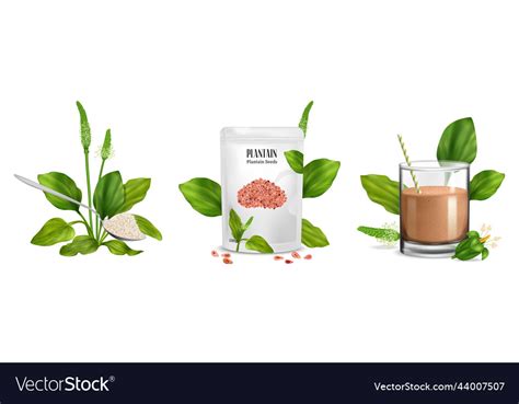 Realistic Psyllium Concept Set Royalty Free Vector Image