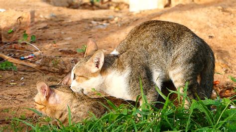 Backyard Breeding Cats At Alexis Kevin Blog