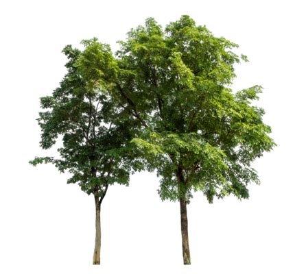 Tree Transparent PNGs For Free Download Tree Transparent PNGs For Free Download