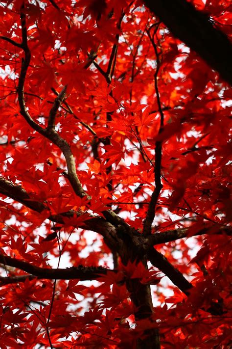 紅色に染まる GANREF