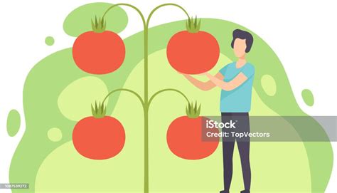 젊은 거 대 한 성장 토마토 벡터 일러스트는 흰색 바탕에 옆에 서 있는 남자 귀여운에 대한 스톡 벡터 아트 및 기타 이미지 귀여운 길이 남자 Istock