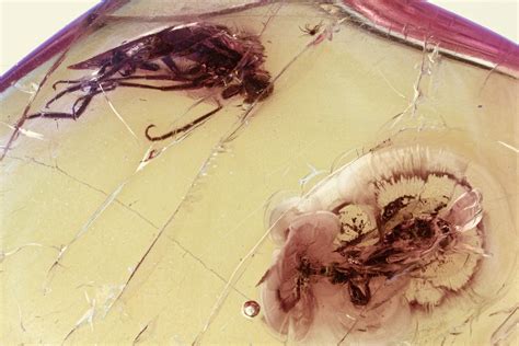 Detailed Fossil Dagger Fly And Parasitoid Wasp In Baltic Amber 335711