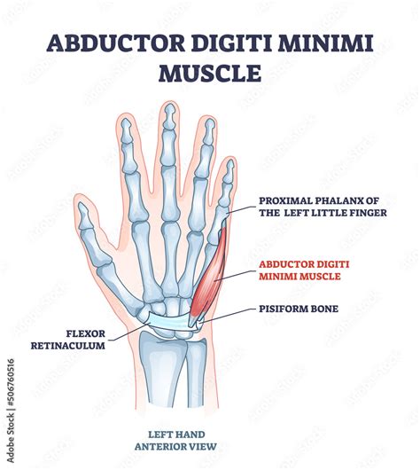 Abductor Digiti Minimi Muscle With Hand And Palm Skeleton Outline