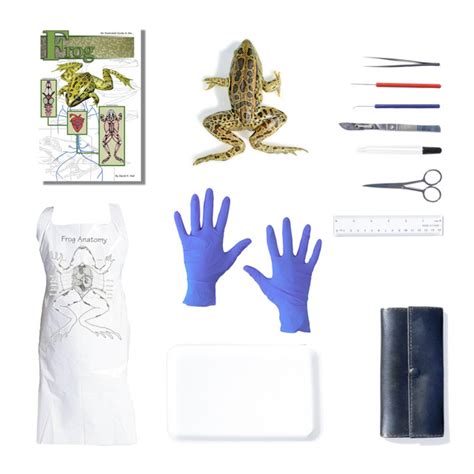 Dissection Specimens And Supplies For Anatomy Education Anatomy Warehouse