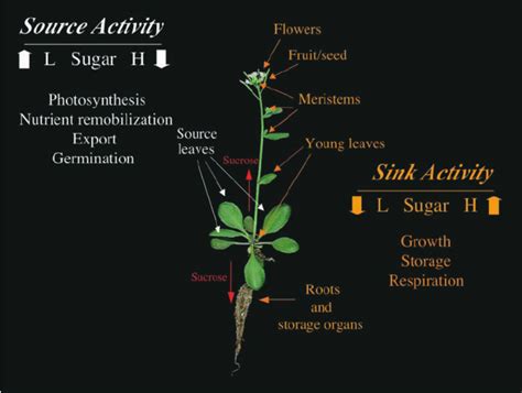 Differential Effects Of Sugars On Plant Source And Sink Activities