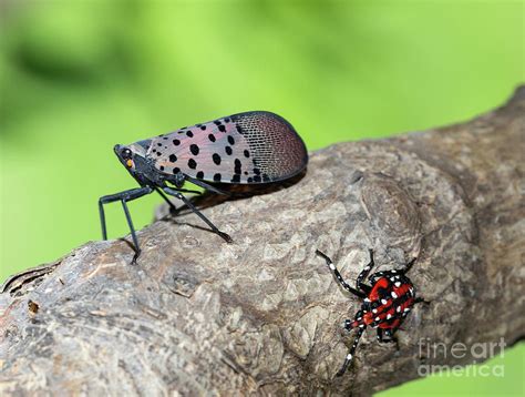 Adult Spotted Lanternfly And Nymph Photograph By Stephen Ausmusus