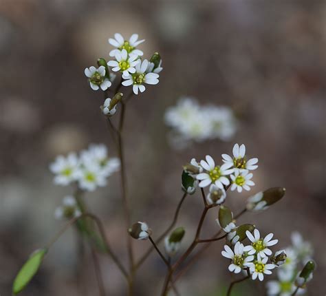 Nuncketest Whitlow Grass