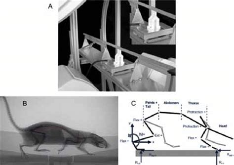 A Experimental Setup Biplanar X Ray System Neurostar Siemens