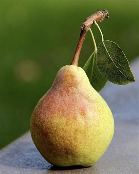 Planting Dwarf Pear Trees 3 Great Trees To Fit Almost Any Landscape Artofit