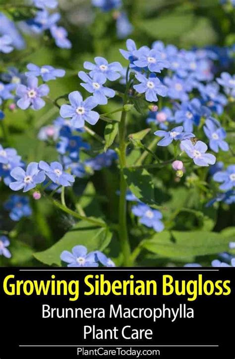 Brunnera Macrophylla Plant Care How To Grow Siberian Bugloss Shade