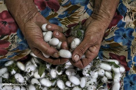 مددجویان کمیته امداد خراسان شمالی ۱۸ میلیارد ریال درآمد کسب کردند خبرگزاری مهر اخبار ایران و