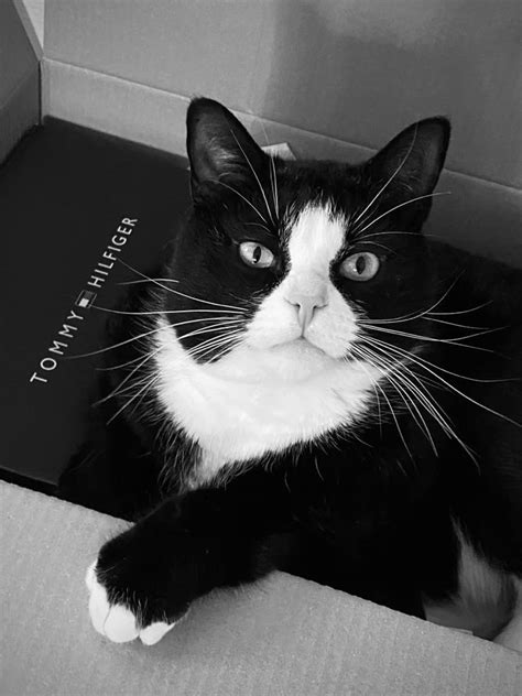 Caroline Andersson En Katt Ett T En Tragedi Minnet Av Alfons