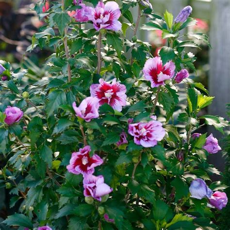 Purple Pillar® Rose Of Sharon Althea Shrubs For Sale Rose Of Sharon