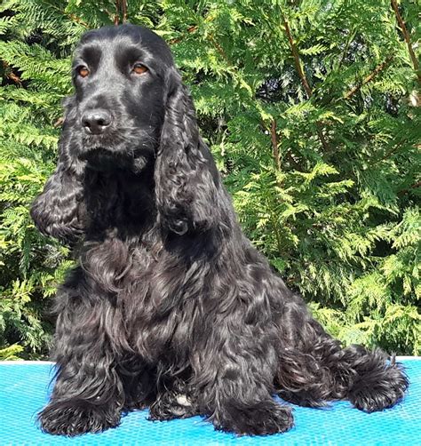 Cocker Spaniel Inglese Femmina Missy Allevamento Cocker Spaniel