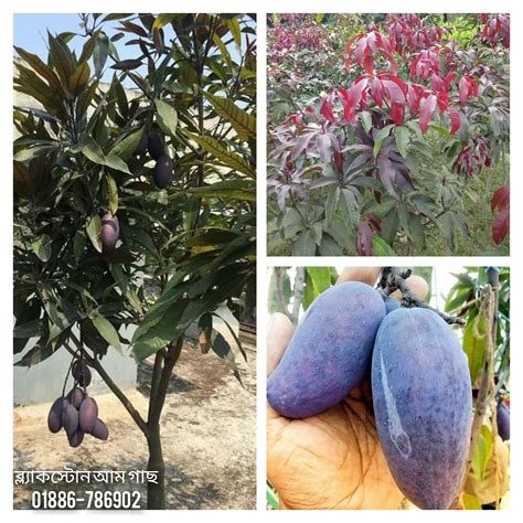 Somaroho Agro Farm Limited ব্লাকস্টোন আম গাছের কলম চারা দামঃ ৭০০ টাকা পিস Hotline 📲☎ 880