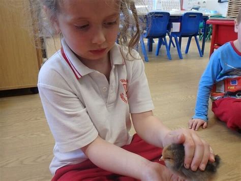 Reception Chicks Sacred Heart School