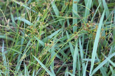 Slender Path Rush From Porepunkah Vic 3740 Australia On December 21 2023 At 07 40 Am By