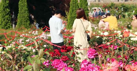 곡성 세계장미축제 가수 라인업이 마침내 공개됐다정말 대박이다 위키트리