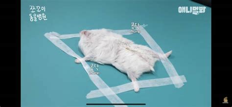 아빠 엑스레이 찍는다고 하셔서 햄스터 엑스레이 찍는 사진 인스티즈 Instiz 일상 카테고리