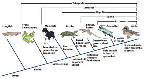 In The Tree Above Which Character Is An Example Of An Autapomorphy Limbs Lungs Amniotic Egg
