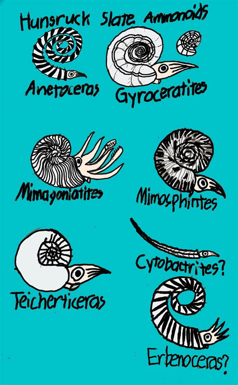 Hunsruck Slate Ammonoids Color By Pr0teusunbound On Deviantart